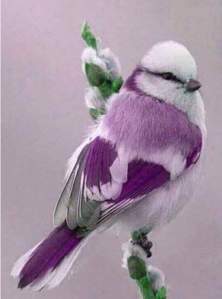 Break Forth and Sing for Joy – God of the Sparrow 🌱 By Kathy Manis Findley